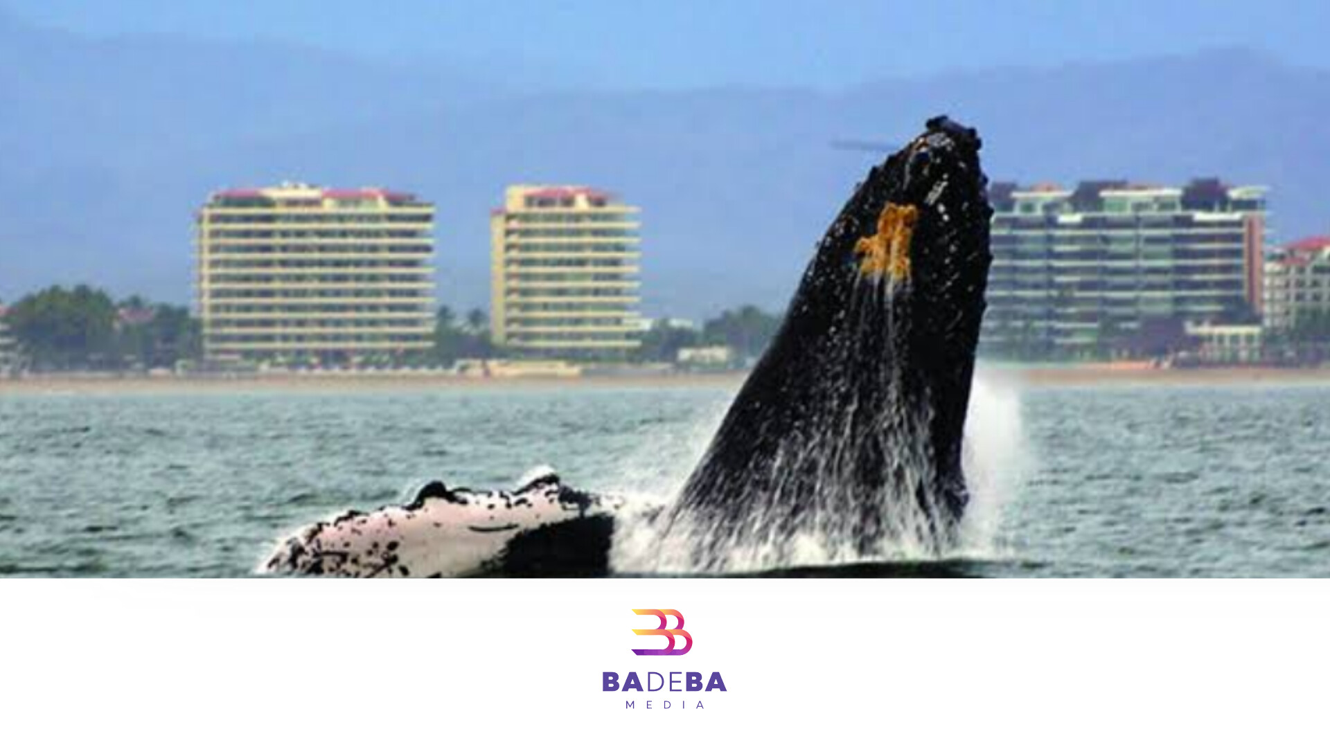 Inicia la Temporada de Observación de Ballenas Jorobadas en Bahía de Banderas — Badeba Media
